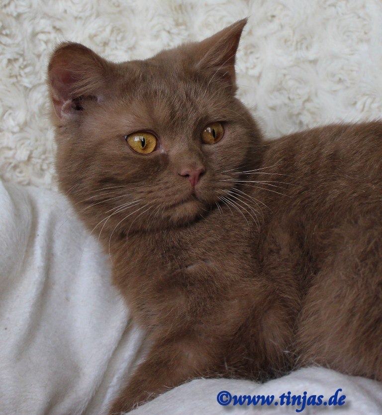 BKH Katzenbaby in cinnamon abzugeben