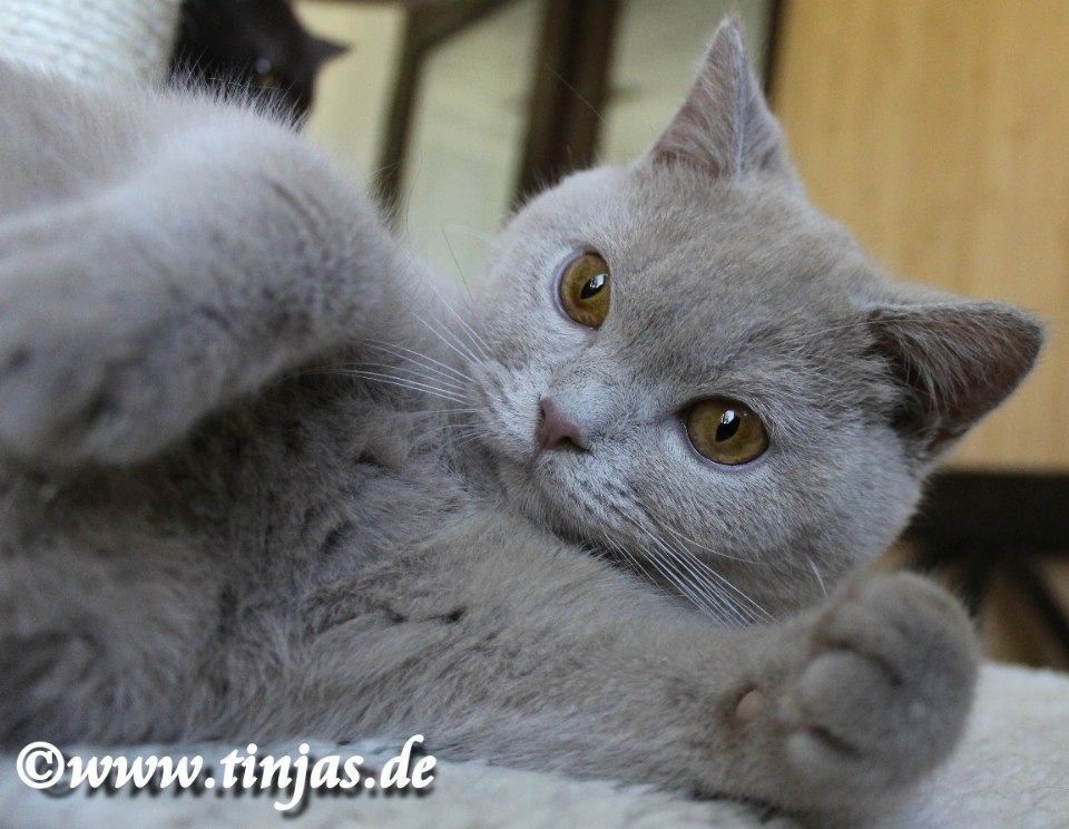 Britisch Kurzhaar Katerchen in fawn abzugeben